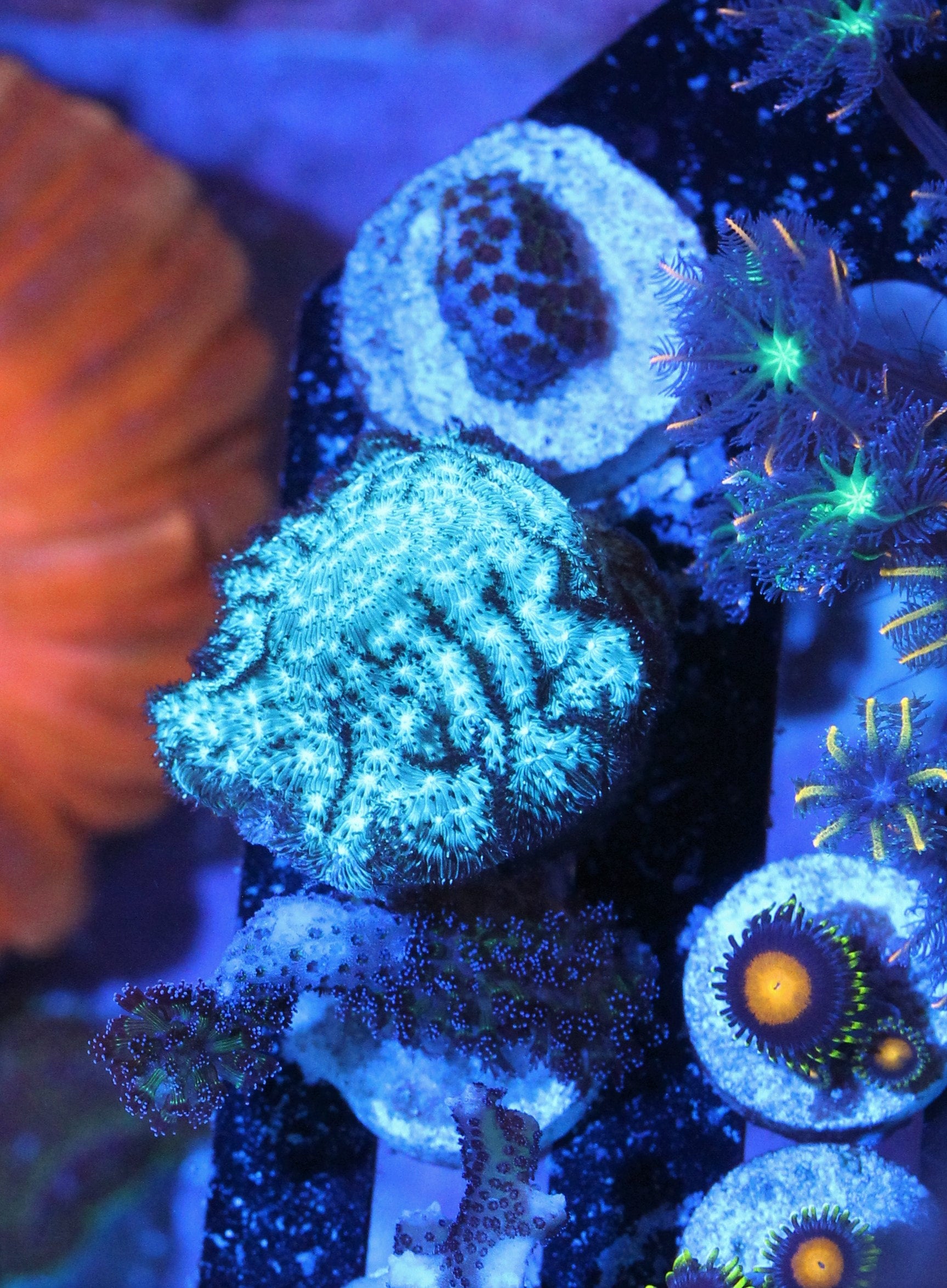 Toxic Waste Leptoseris | Triggreef Corals