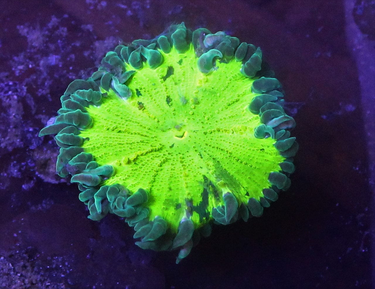 Split Face Rock Flower Anemone | Triggreef Corals