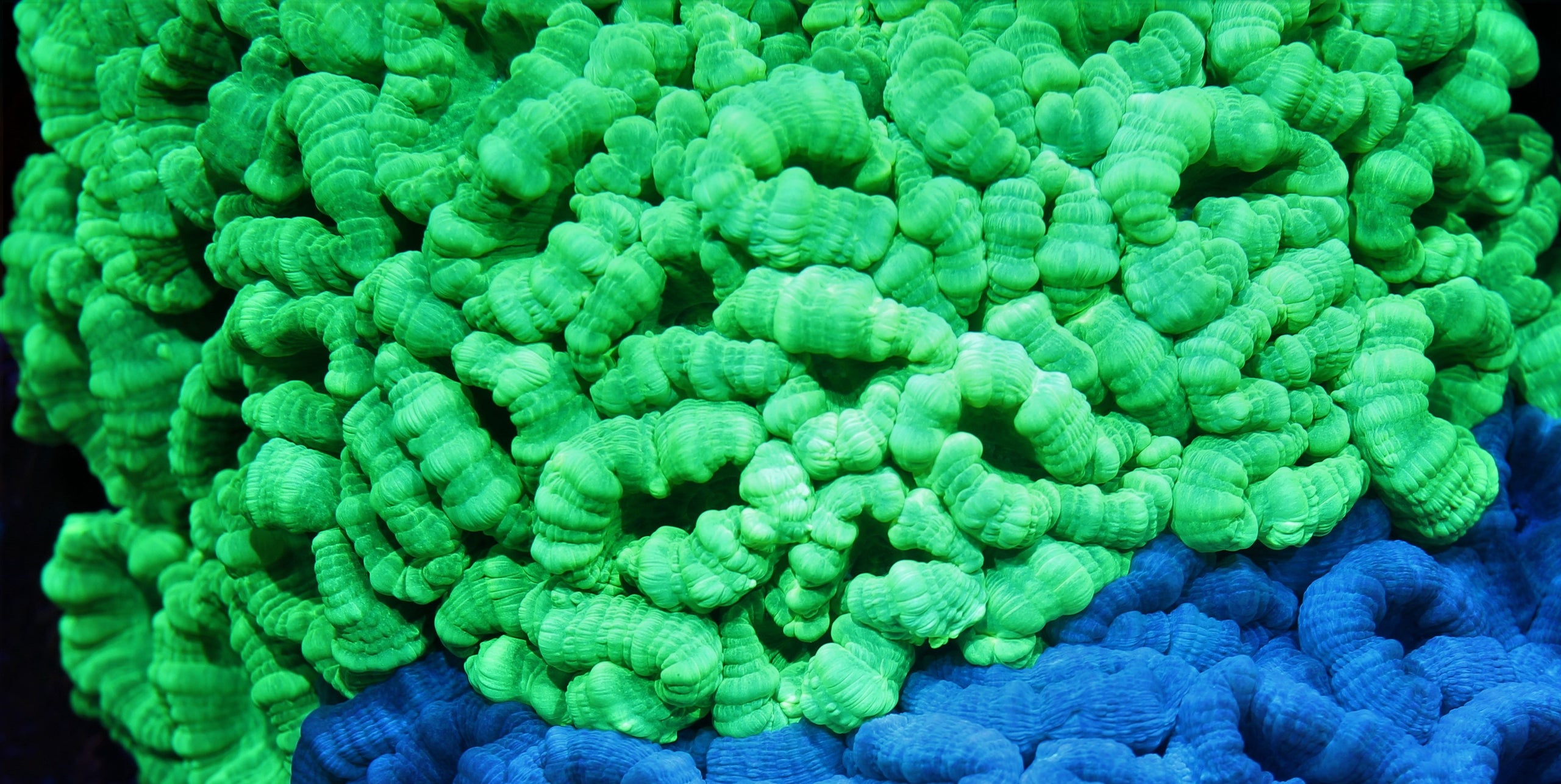 Neon Green Candy Canes (Caulastrea) | Triggreef Corals